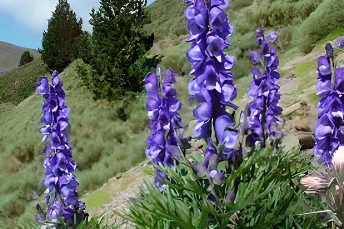 La Tora Blava, la planta més tòxica d'Europa, ja floreix a l'Alt Pirineu